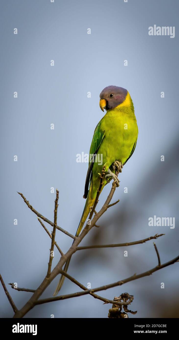 Plum headed parakeet hi-res stock photography and images - Alamy