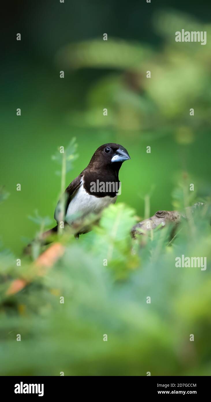 Lonchura striata hi-res stock photography and images - Alamy