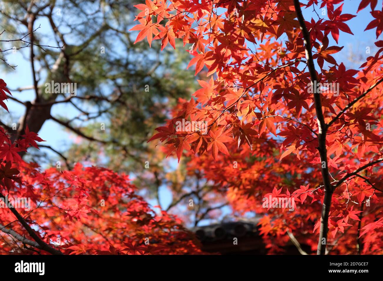 Japan autumn leaf hi-res stock photography and images - Alamy