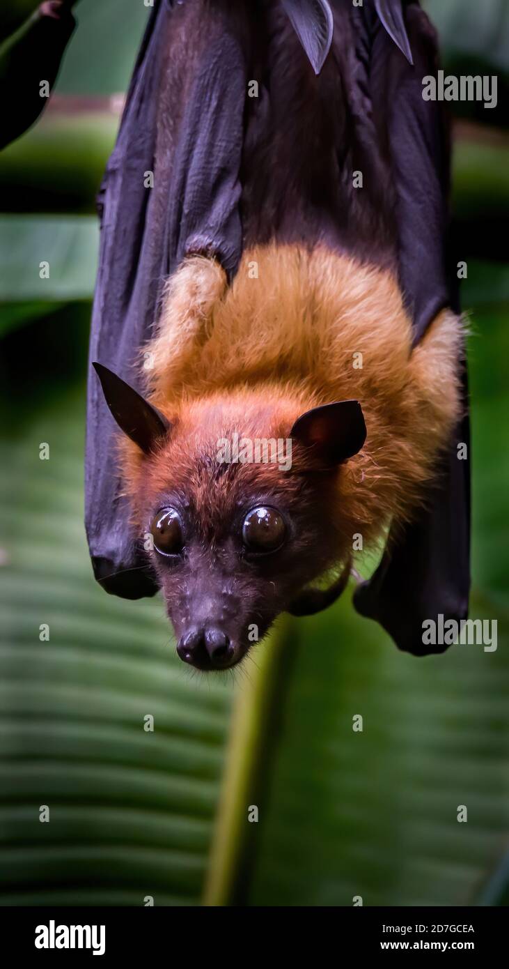 Indian flying fox or greater Indian fruit bat Stock Photo - Alamy