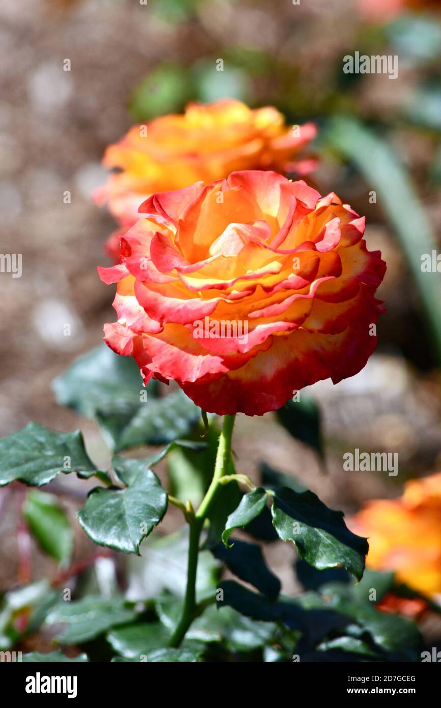 Rosa parks in color hi-res stock photography and images - Alamy