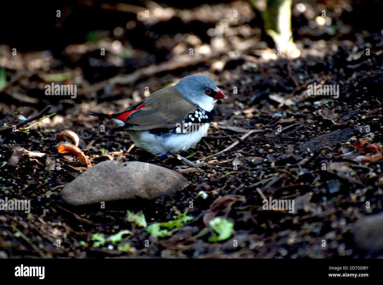 Australian native insect wildlife hi-res stock photography and images ...