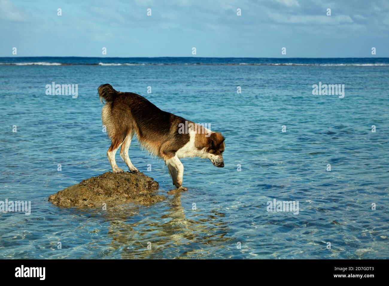 Dog looking for fish, Rarotonga, Cook Islands, South Pacific Stock ...