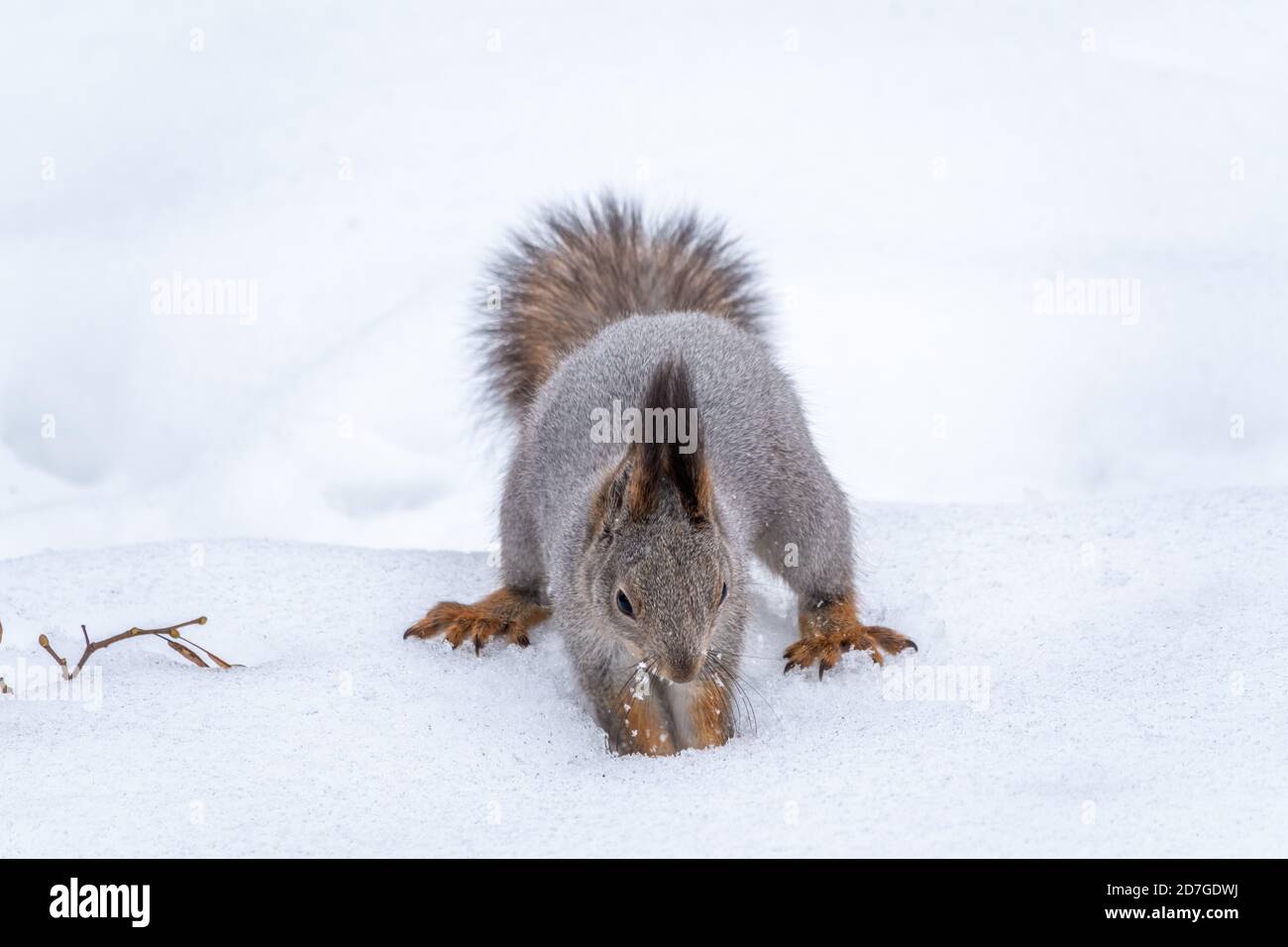 Sciurus vulgaris hides nuts hi-res stock photography and images - Alamy