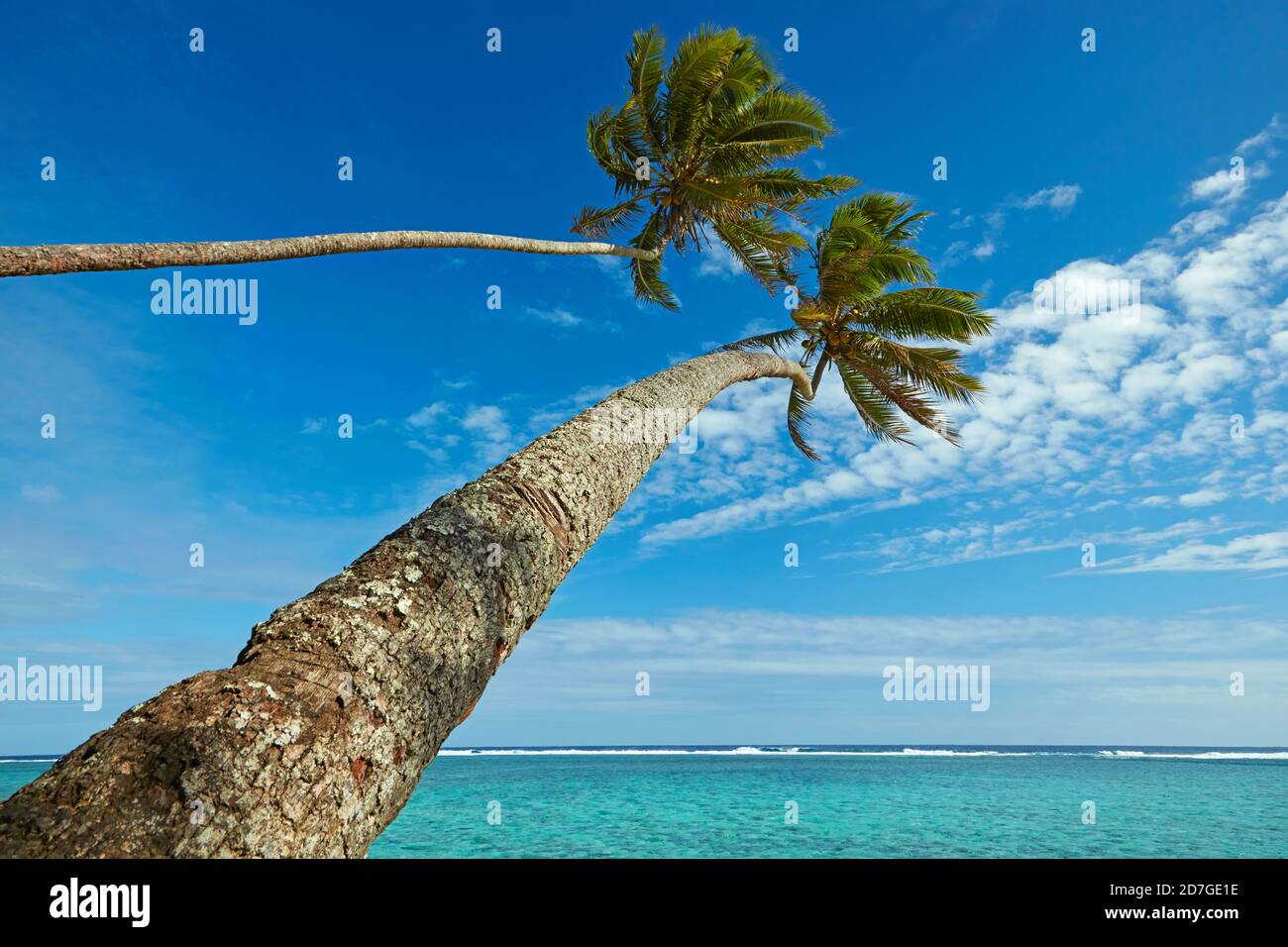Two coconut palm trees and Pacific Ocean, Rarotonga, Cook Islands ...