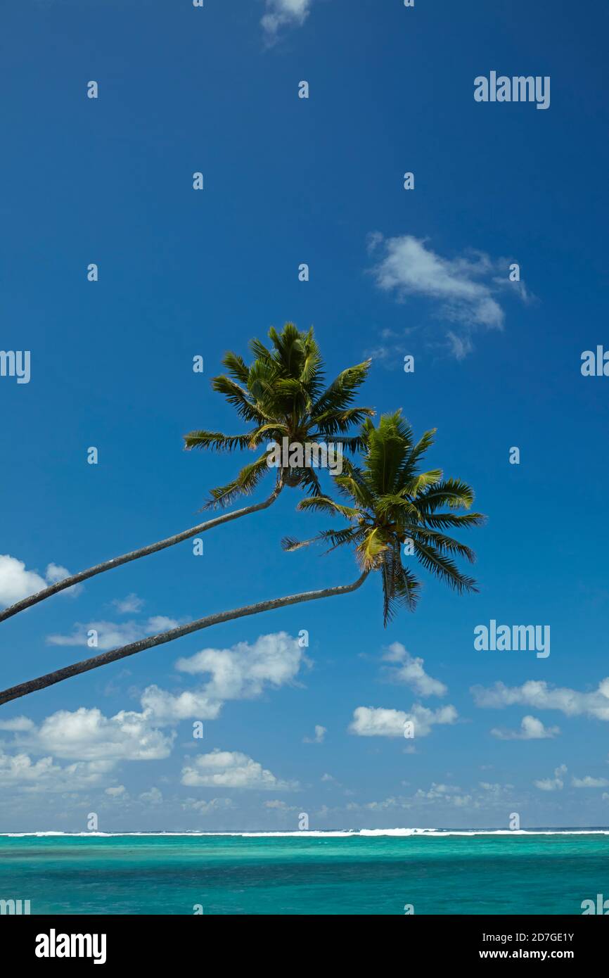 Two coconut palm trees and Pacific Ocean, Rarotonga, Cook Islands ...
