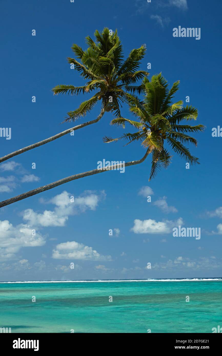 Two coconut palm trees and Pacific Ocean, Rarotonga, Cook Islands ...