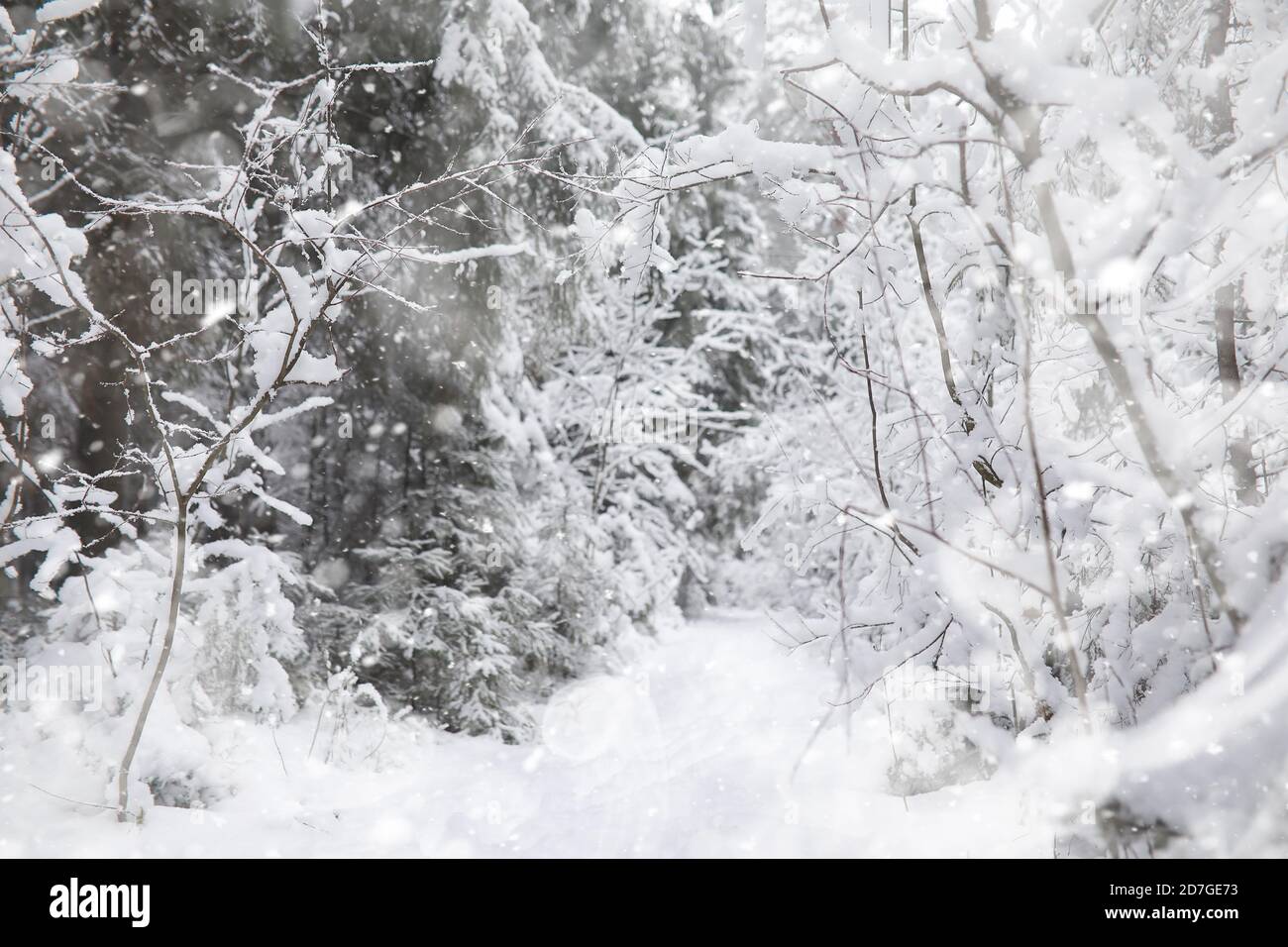 Winter landscape. Forest under the snow. Winter Park Stock Photo - Alamy