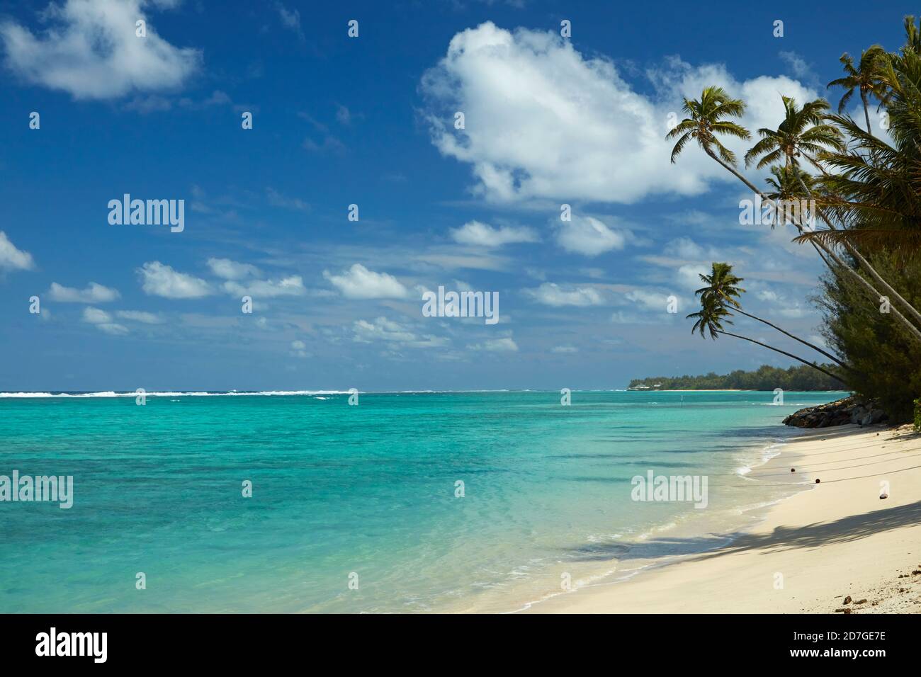 Coconut palm trees and Pacific Ocean, Rarotonga, Cook Islands, South ...