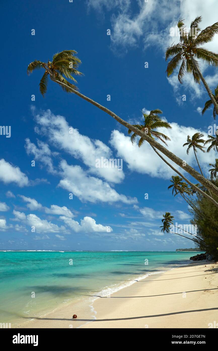 Coconut palm trees and Pacific Ocean, Rarotonga, Cook Islands, South ...