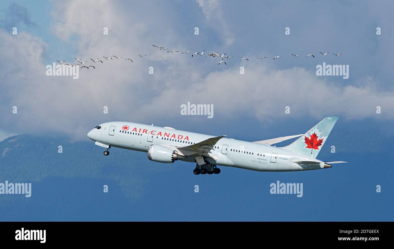 Richmond, British Columbia, Canada. 21st Oct, 2020. Migrating snow ...