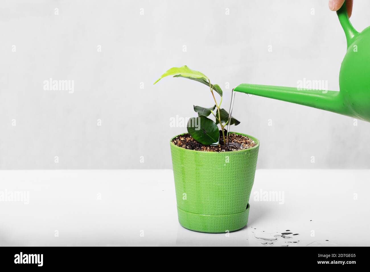 Hand sprout water pour drop hi-res stock photography and images - Alamy