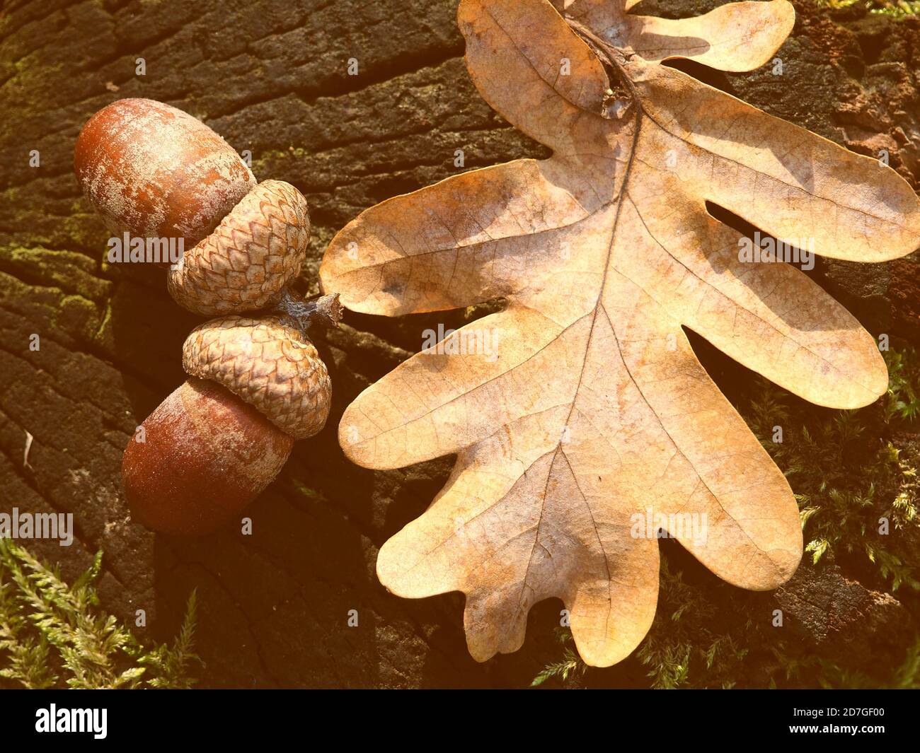 Falling acorns hi-res stock photography and images - Alamy