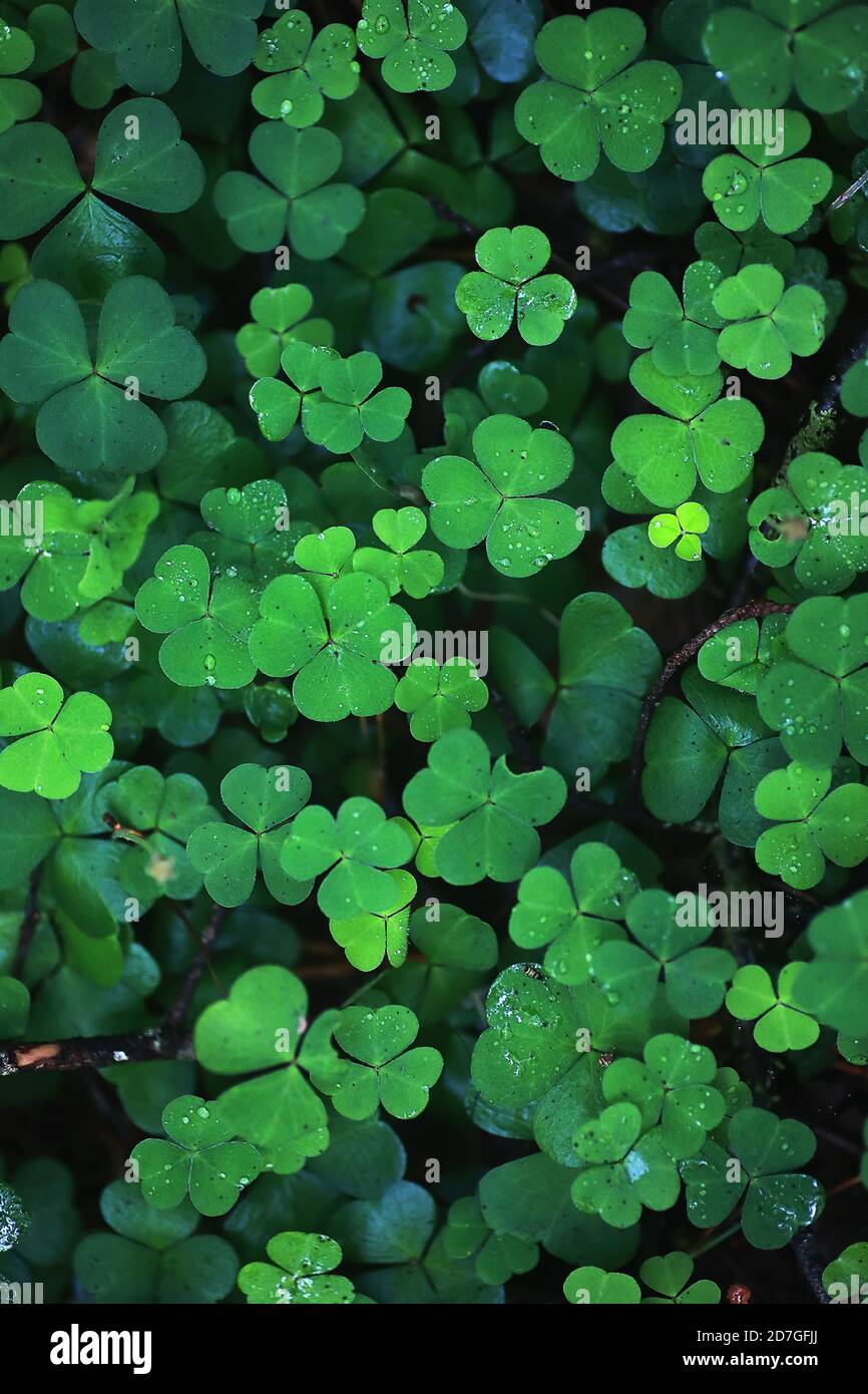 Background from plant clover four leaf. Irish traditional symbol. St ...