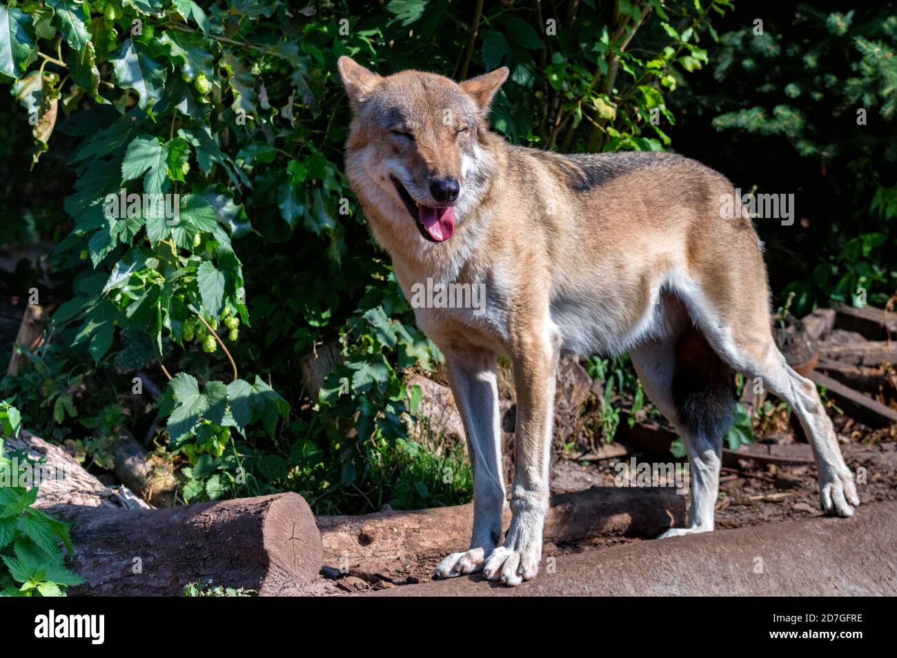 Gray wolf portrait in natural habitat hi-res stock photography and ...