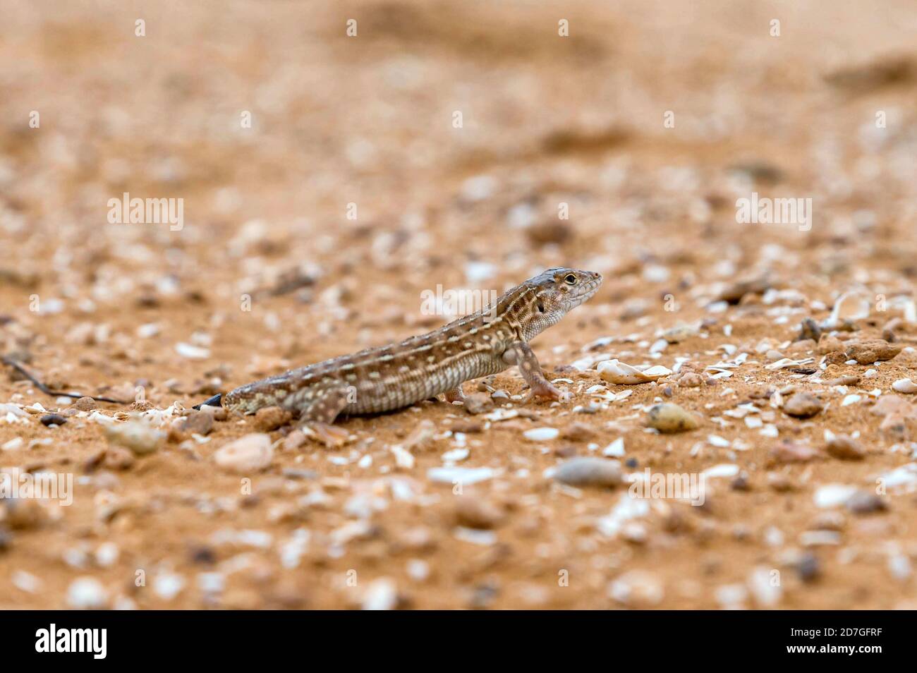 Arguta Eremias Arguta High Resolution Stock Photography and Images - Alamy