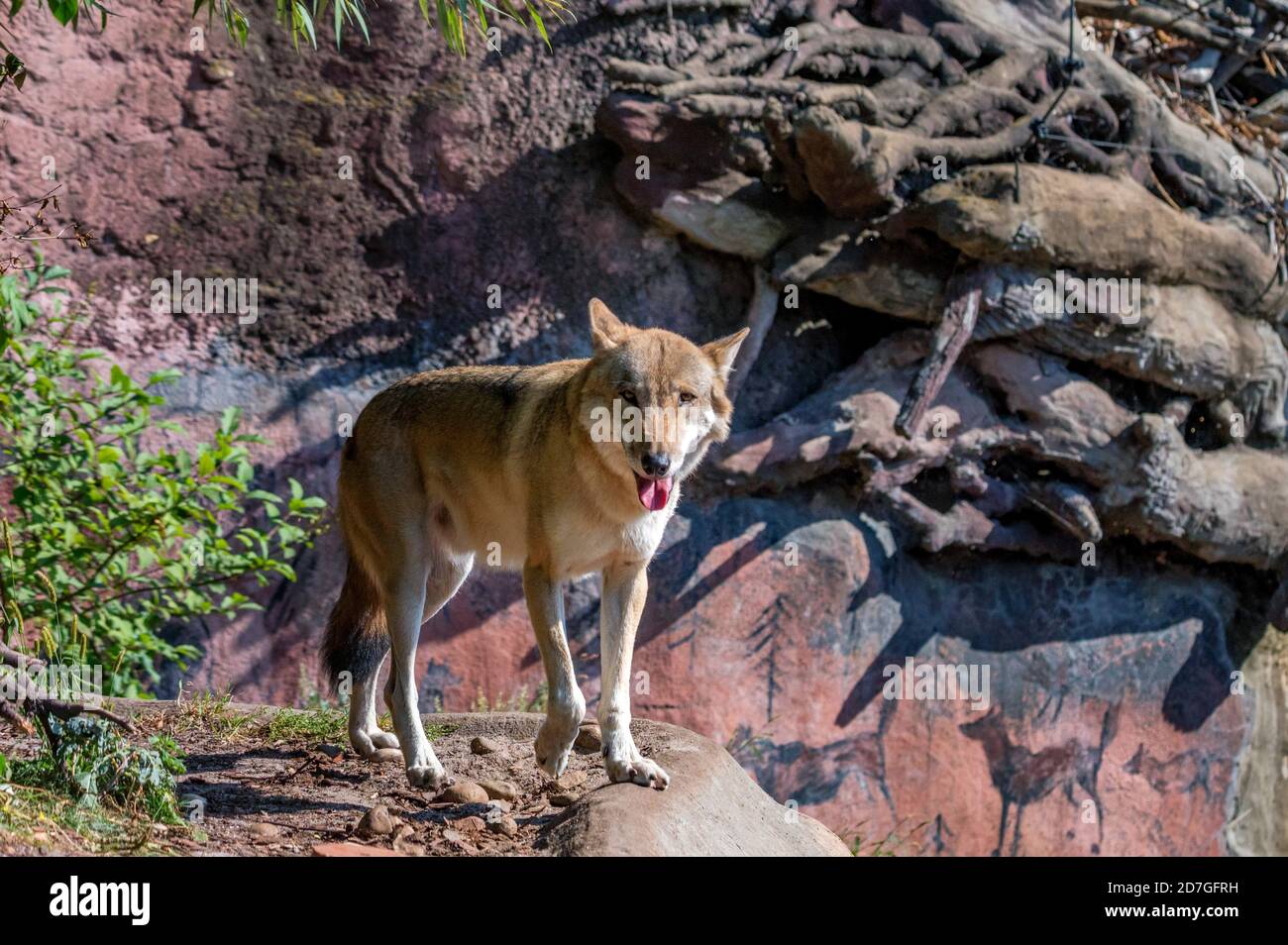 Gray wolf portrait in natural habitat hi-res stock photography and ...