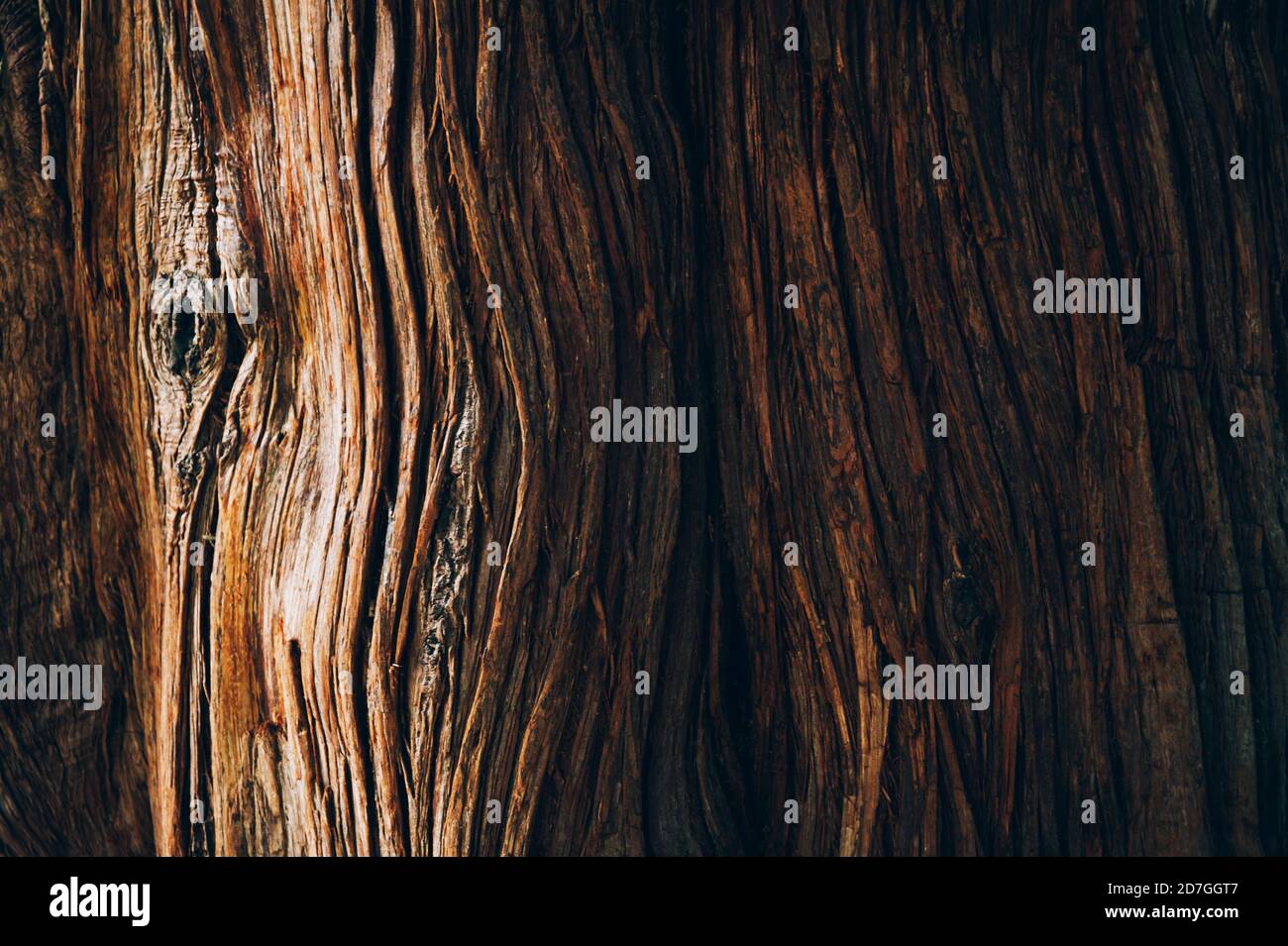 Tree bark texture close up, natural background Stock Photo - Alamy