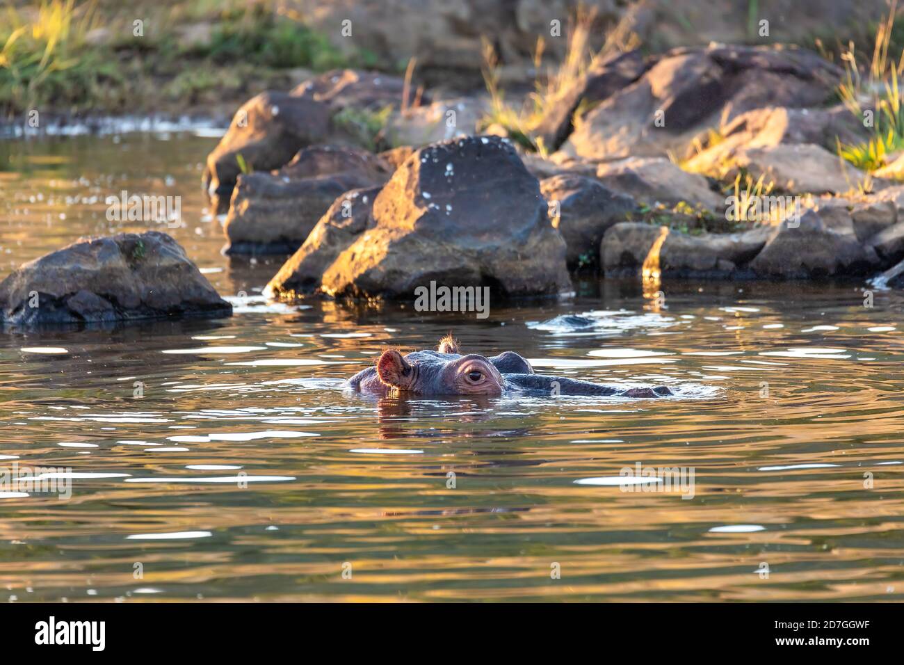 Hippo, Hippopotamus Hippopotamus amphibius, in natural habitat ...