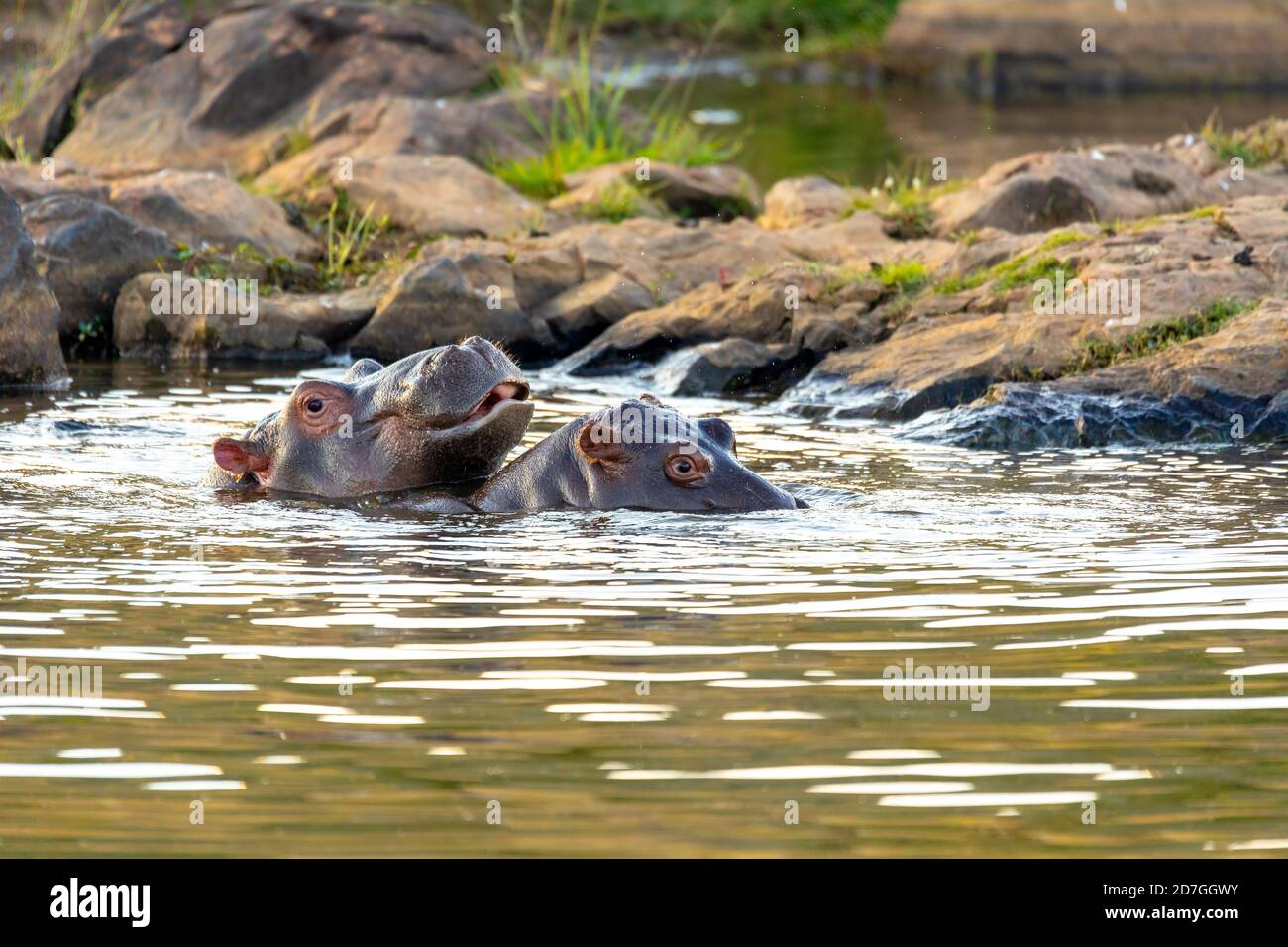 Hippo, Hippopotamus Hippopotamus amphibius, in natural habitat ...