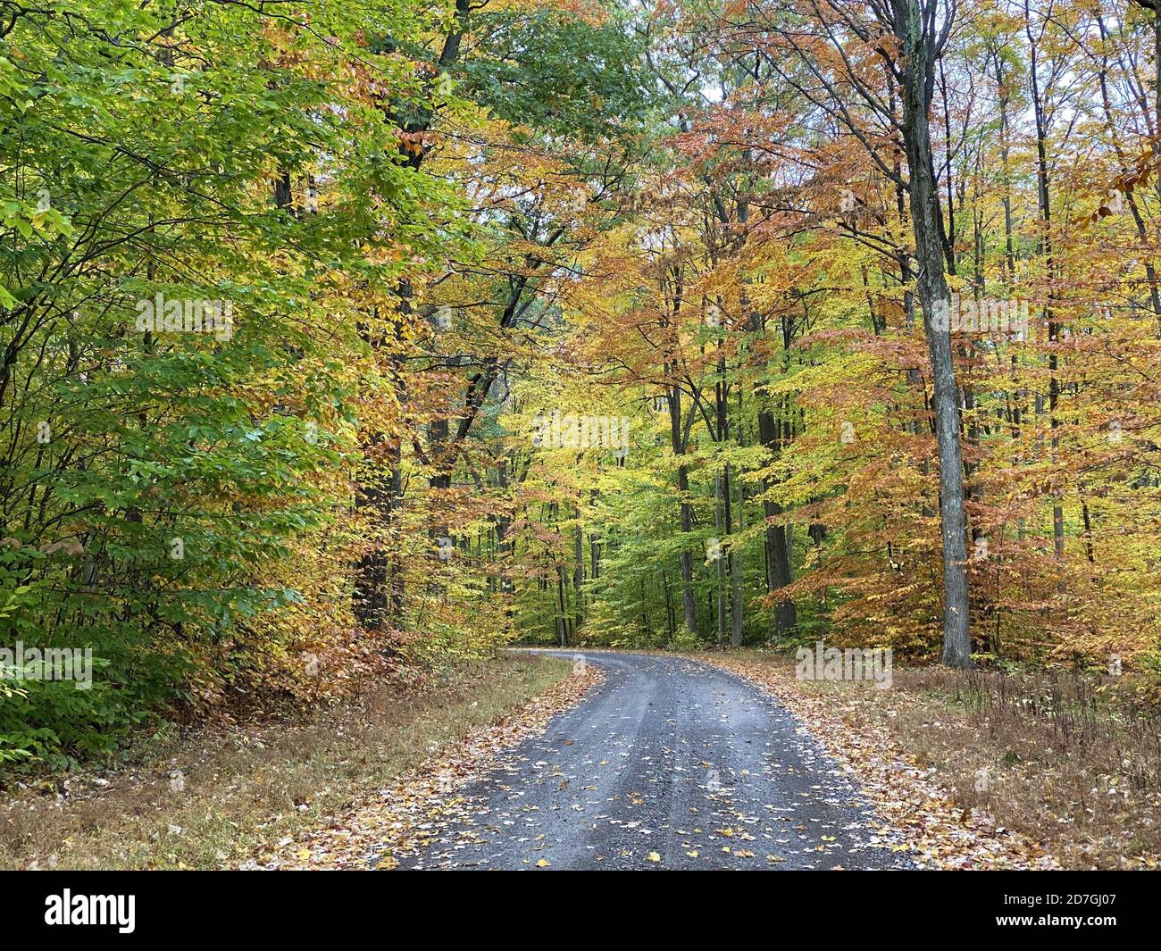 Road with the forest around it in the fall Stock Photo - Alamy