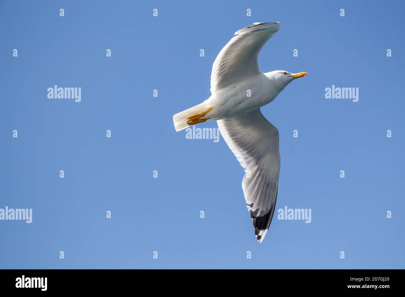 Low angle shot of a flying seagull Stock Photo - Alamy