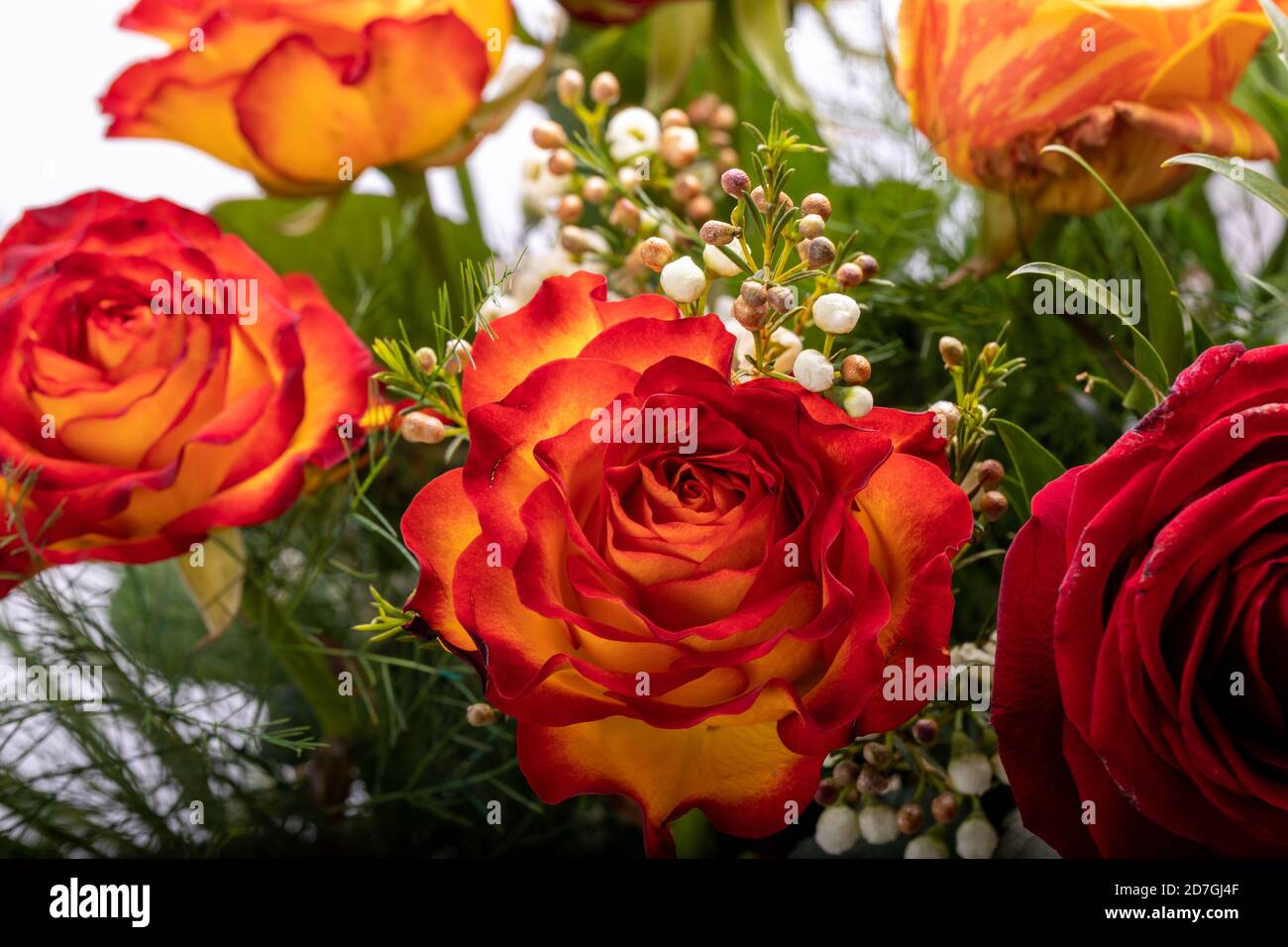 beautiful bouquet of colorful roses Stock Photo - Alamy