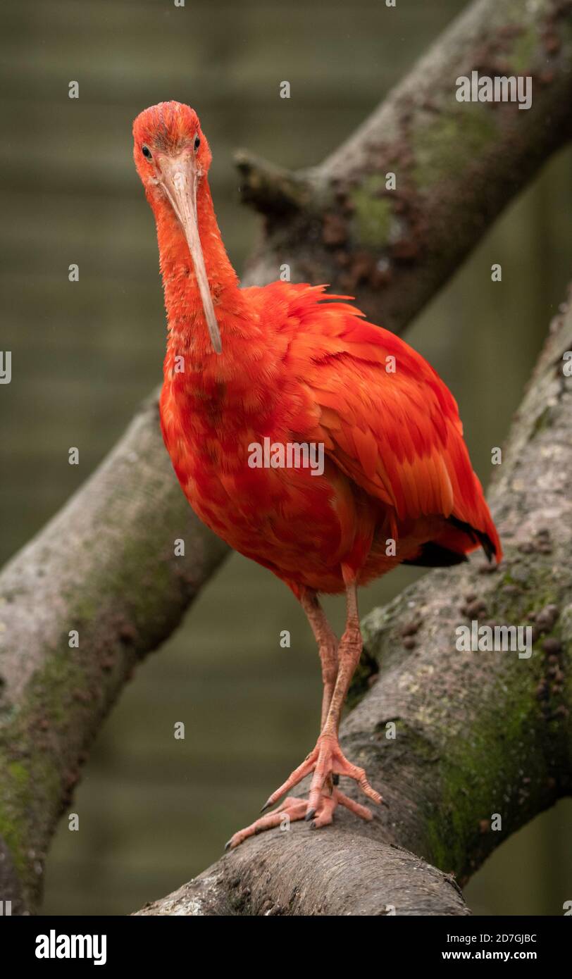 Bird Gardens, UK. 22nd Oct, 2020. Oxton, Scottish Borders. Scotland UK ...