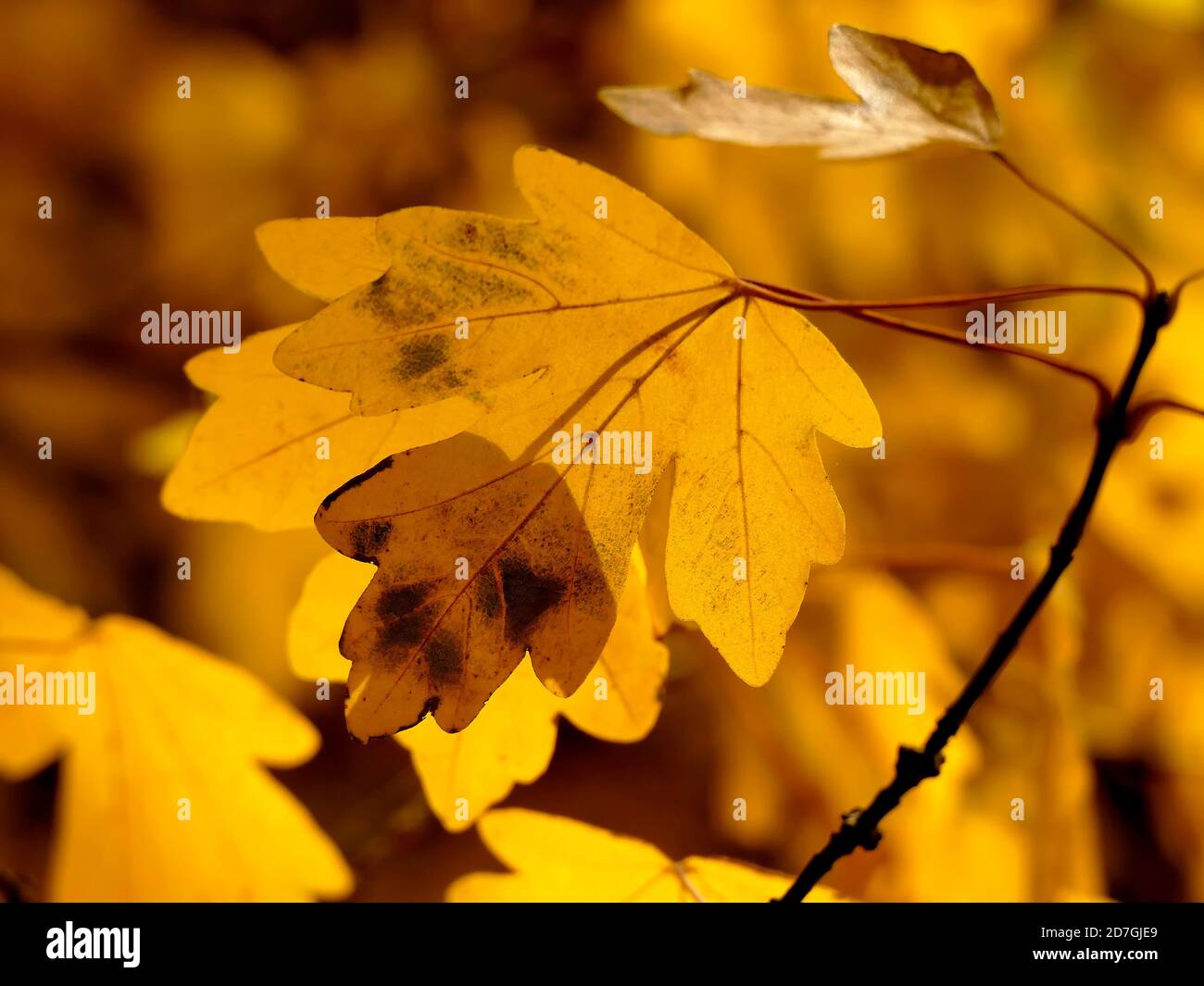 Field maple leaves hi-res stock photography and images - Alamy