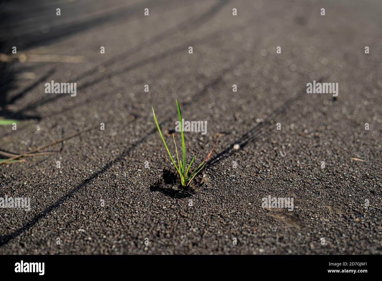 green sprout among concrete grew and stretches to the sun Stock Photo ...
