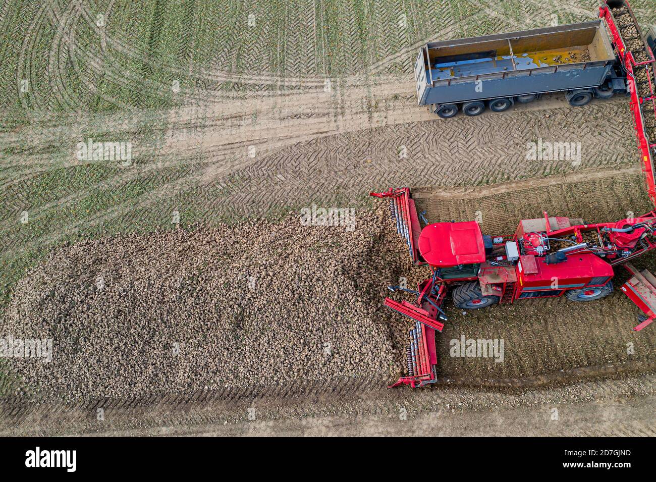 combine harvester removes sugar beet from the field top view Stock ...