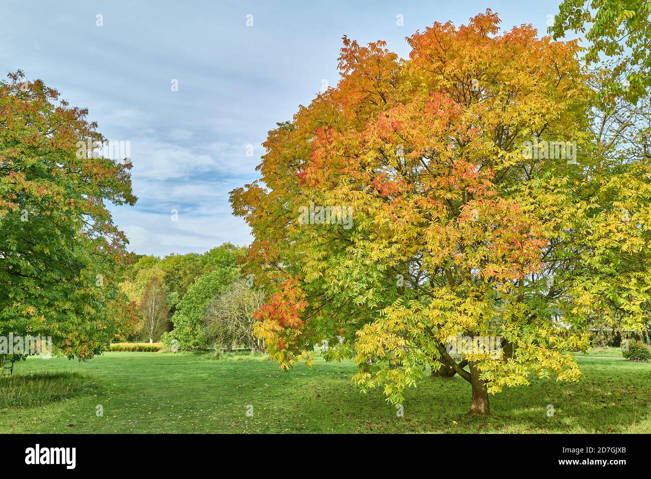 Changing colours during autumn at the botanic garden, university of ...