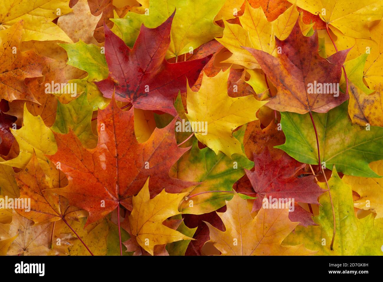 Fall leaves background hi-res stock photography and images - Alamy