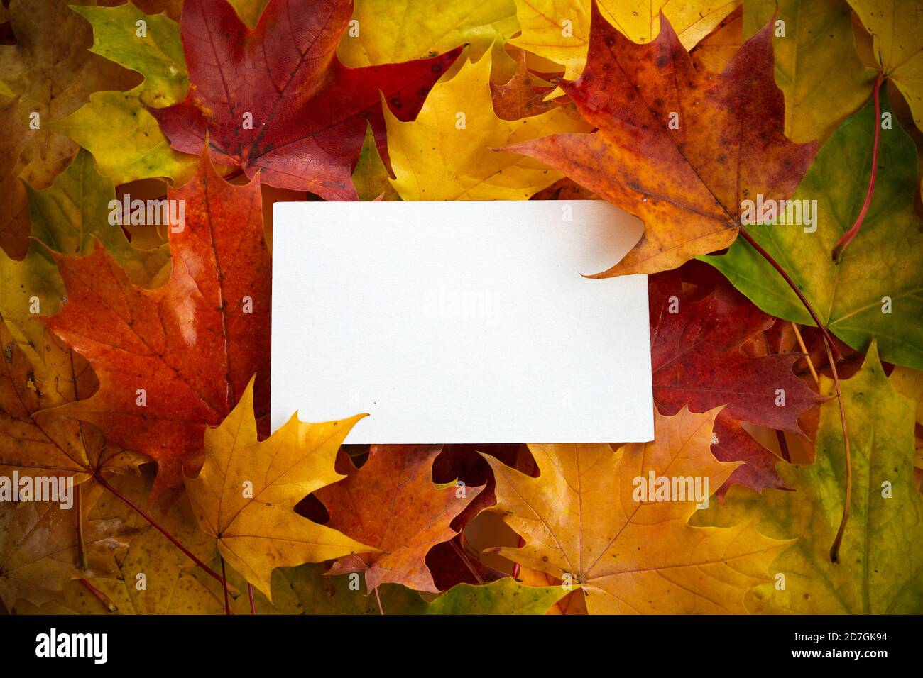 Creative fall layout made hi-res stock photography and images - Alamy