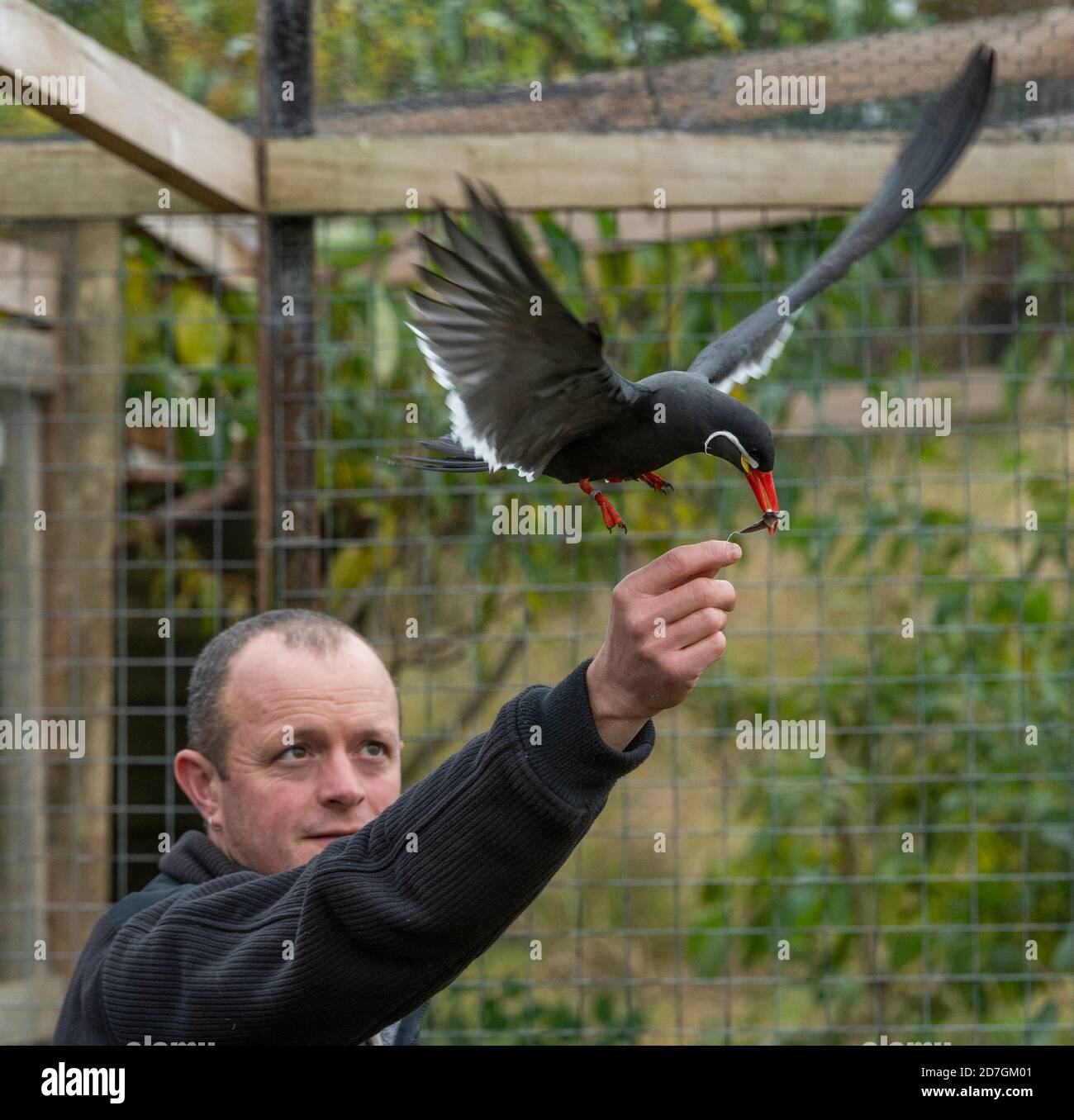 Bird Gardens, UK. 22nd Oct, 2020. Oxton, Scottish Borders. Scotland UK ...