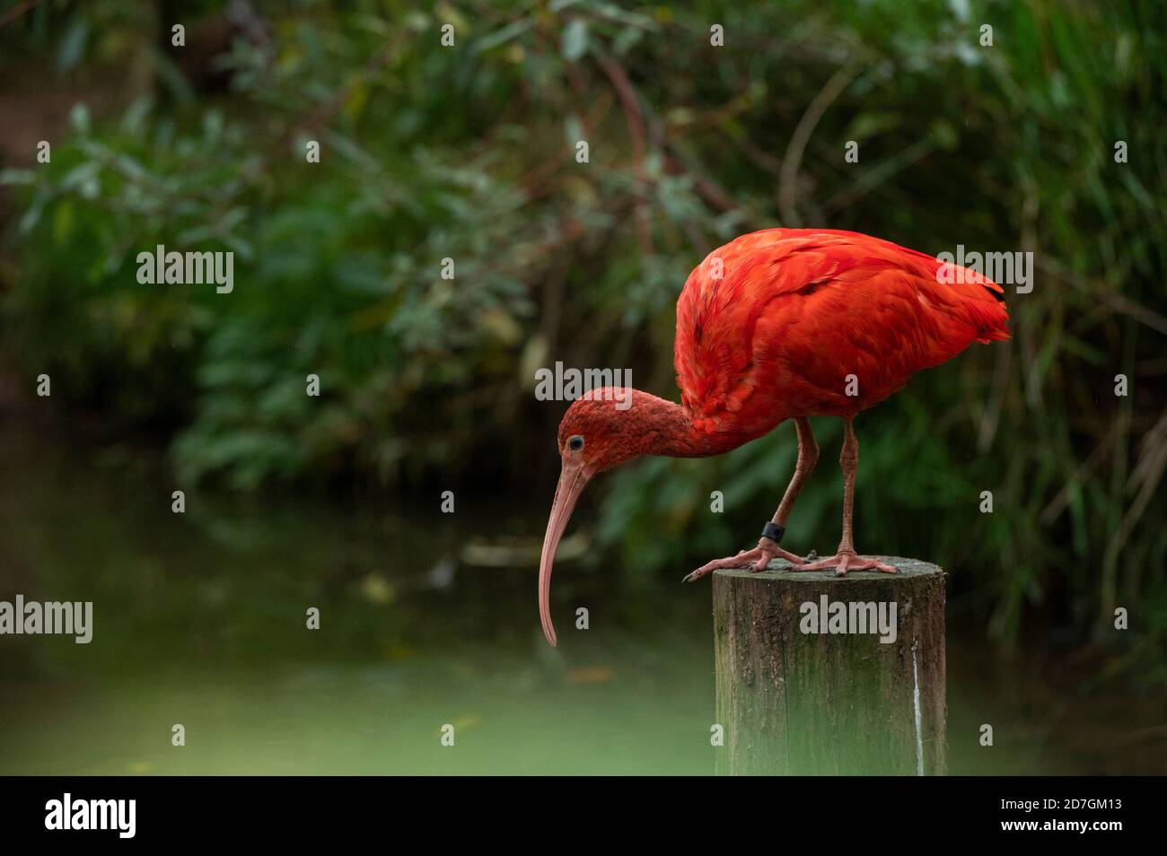 Raise birds hi-res stock photography and images - Alamy