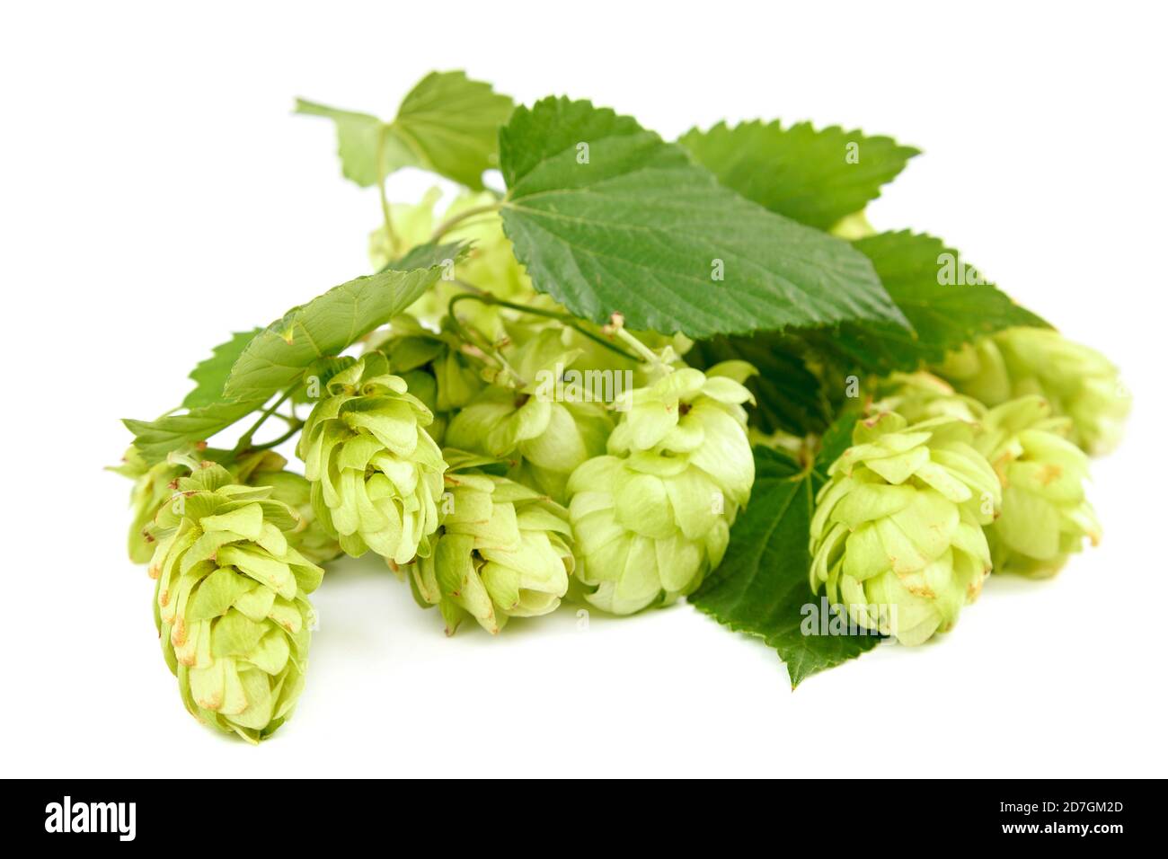 Branch with hops close-up isolated on white background Stock Photo - Alamy