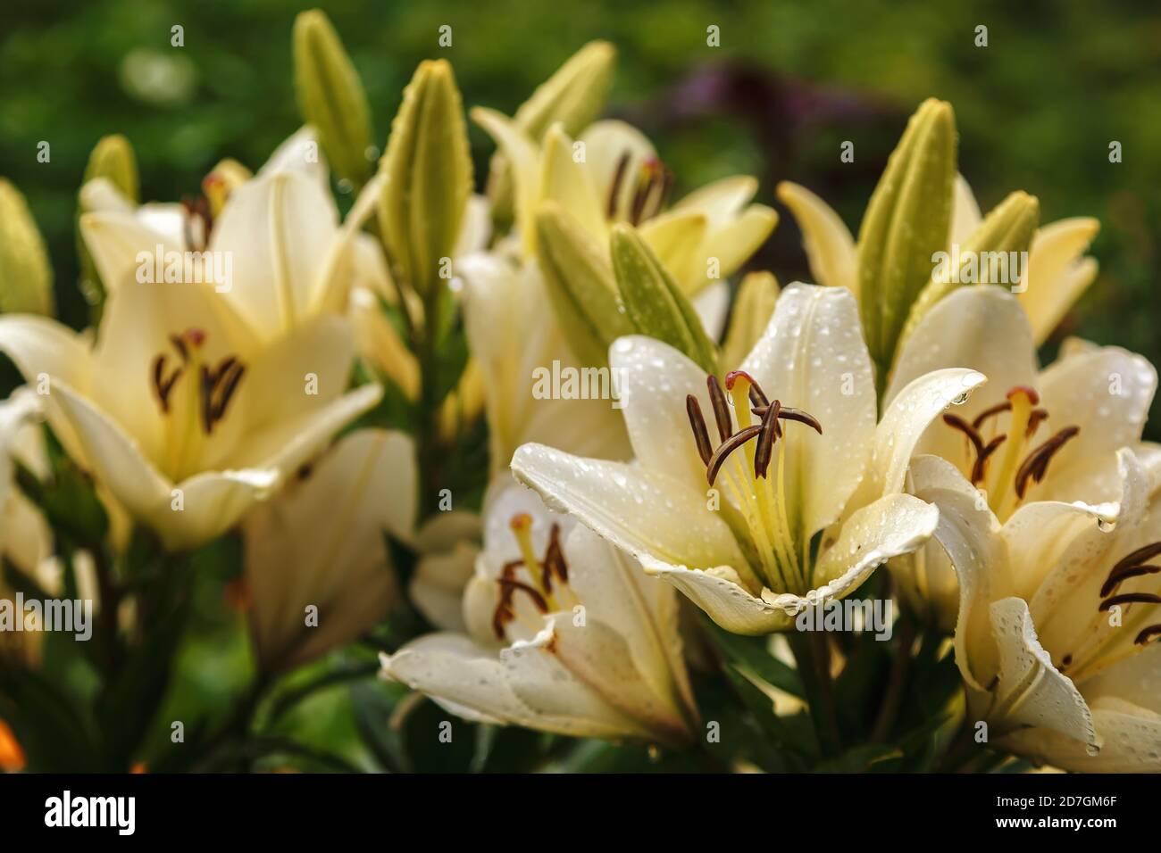 Fresh lily flowers hi-res stock photography and images - Alamy