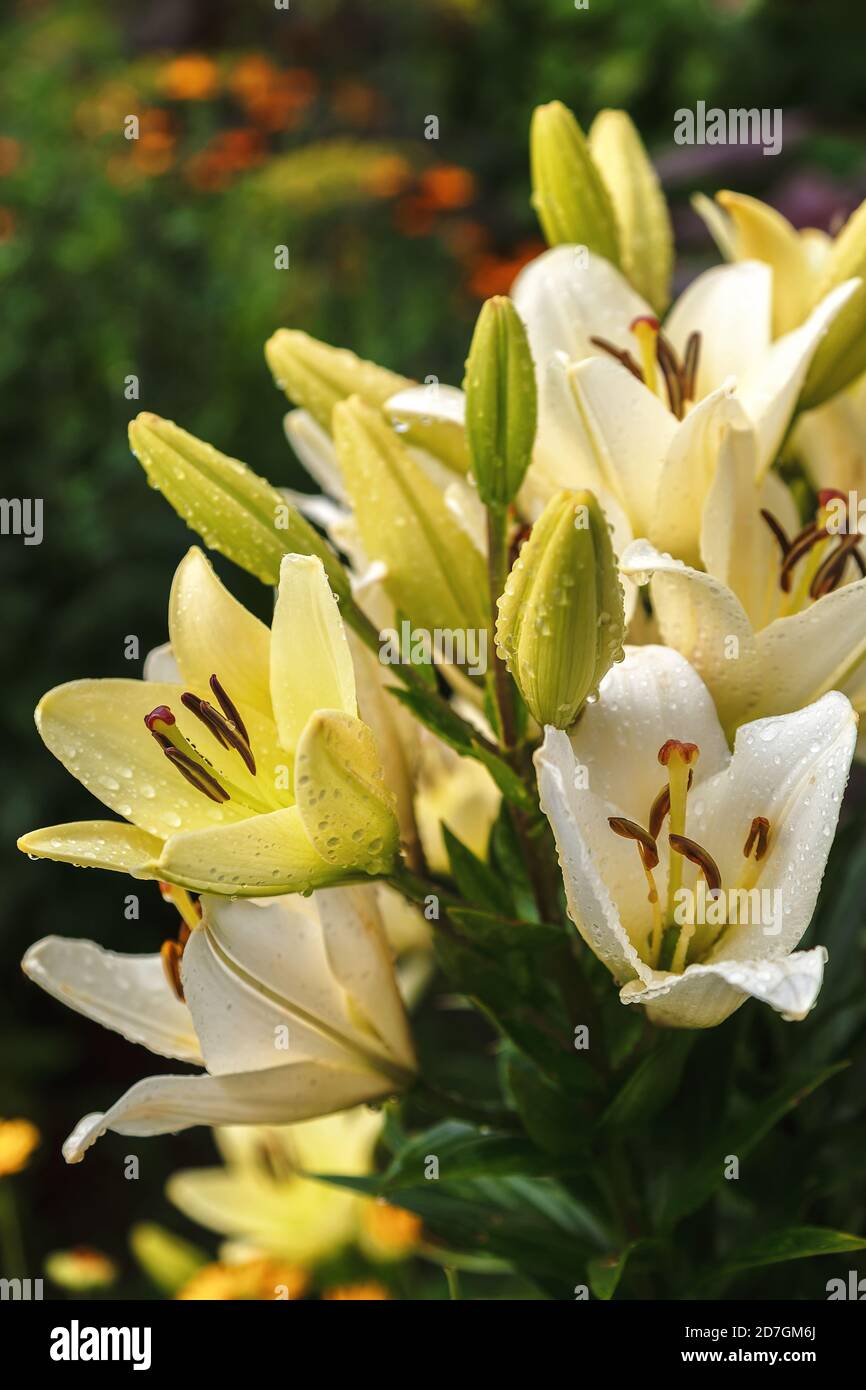 Fresh lily flowers hi-res stock photography and images - Alamy