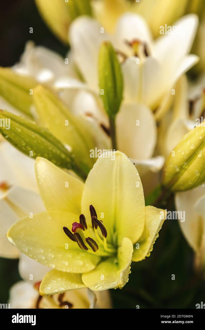 Fresh lily flowers in the garden Stock Photo - Alamy
