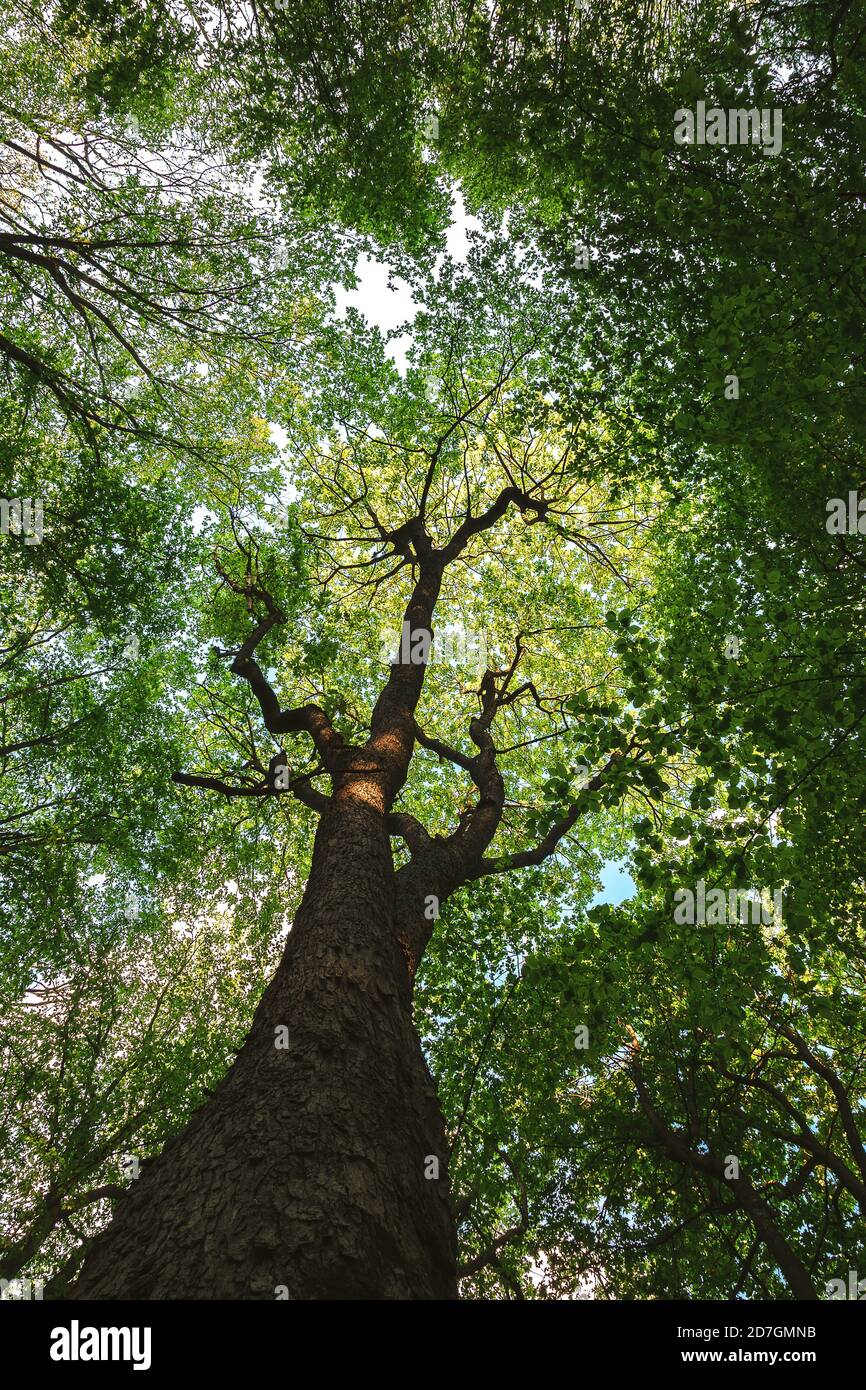 Top of a deciduous tree in spring in the forest Stock Photo - Alamy