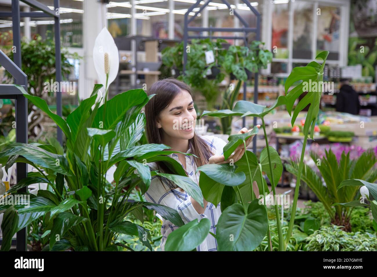 Beautiful young woman in a flower shop and choosing flowers. The ...