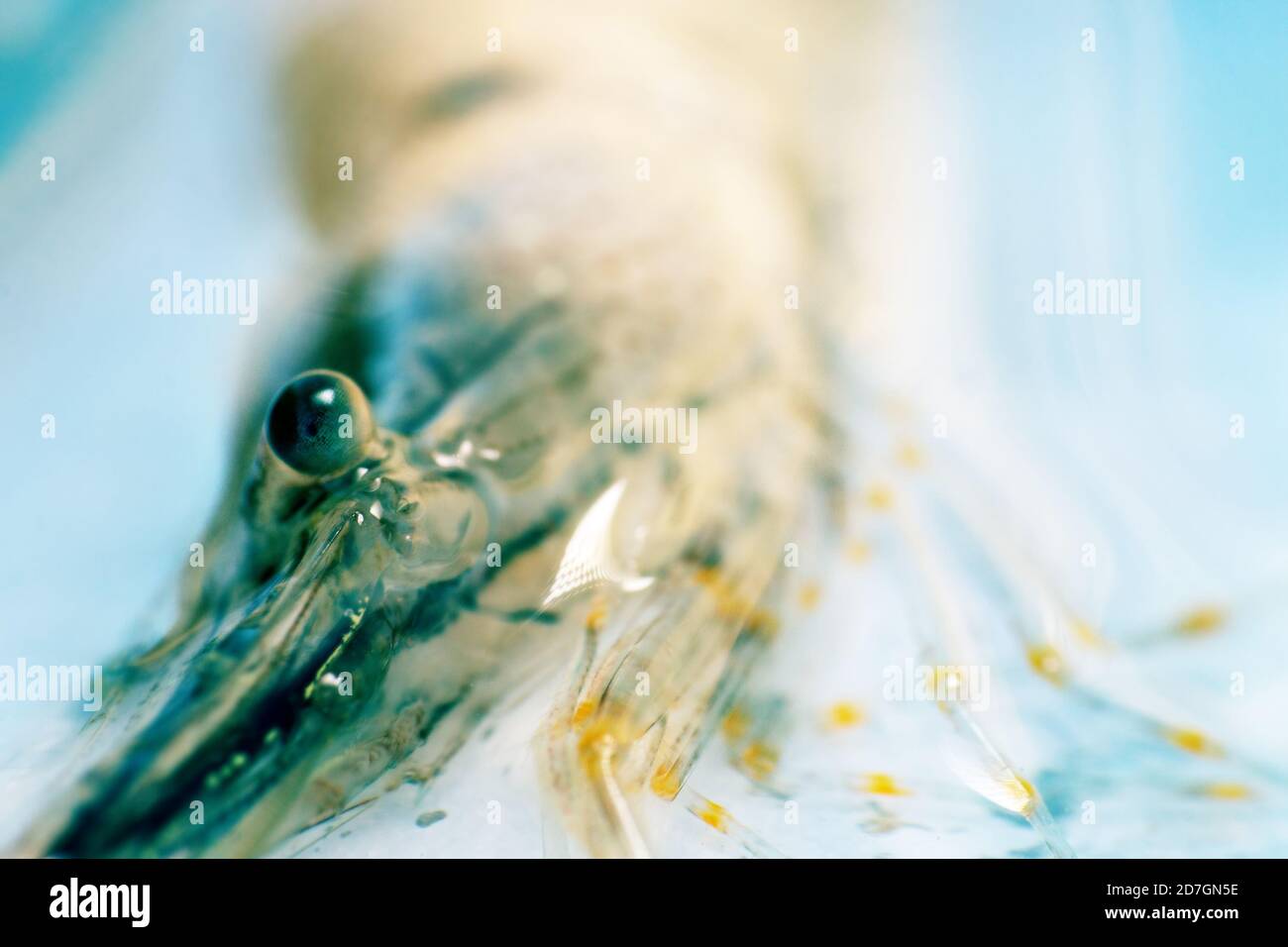 Rockpool shrimp (Palaemon elegans) from southern coast of Black Sea ...