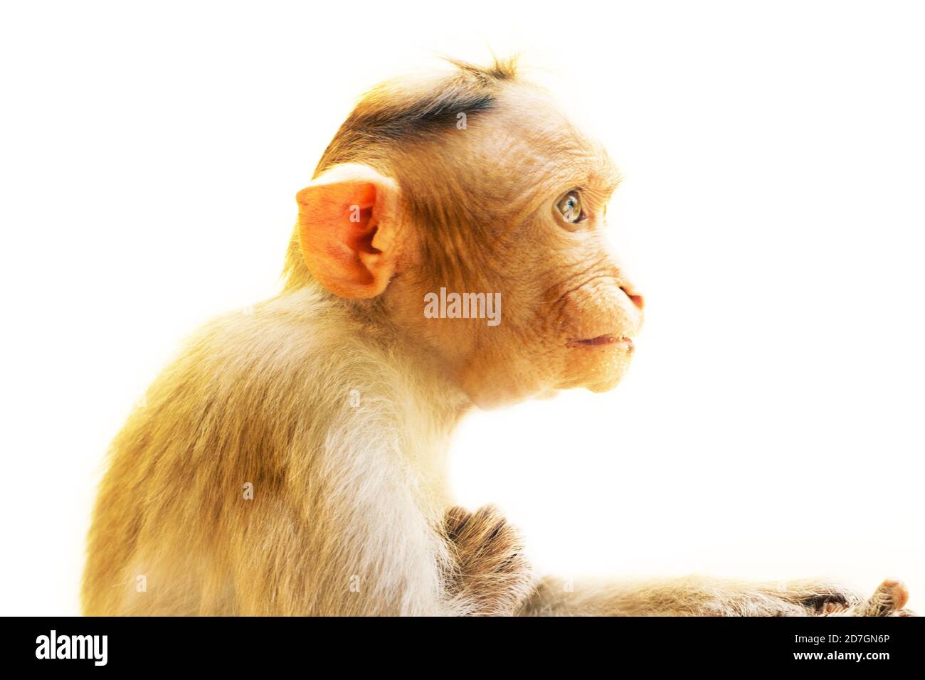 Monkey as mirror of human emotions: I am a good boy (honest eyes ...