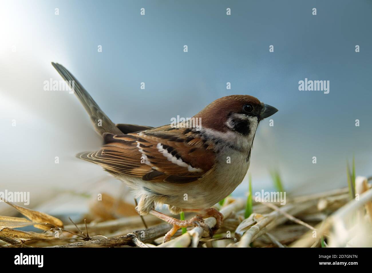 Human pests hi-res stock photography and images - Alamy