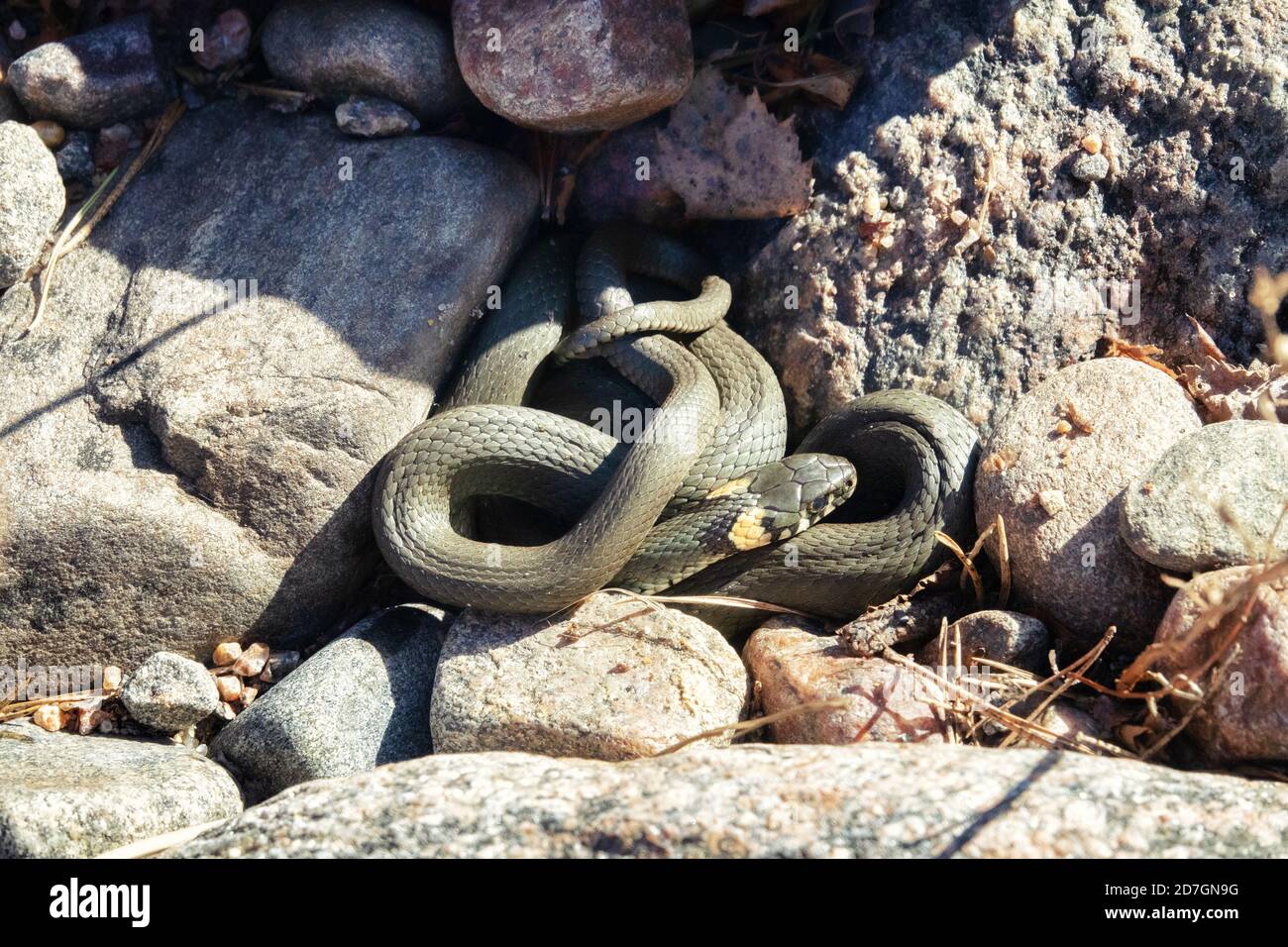 Common Grass-snake (Natrix natrix) from East Baltic sea coast, where ...