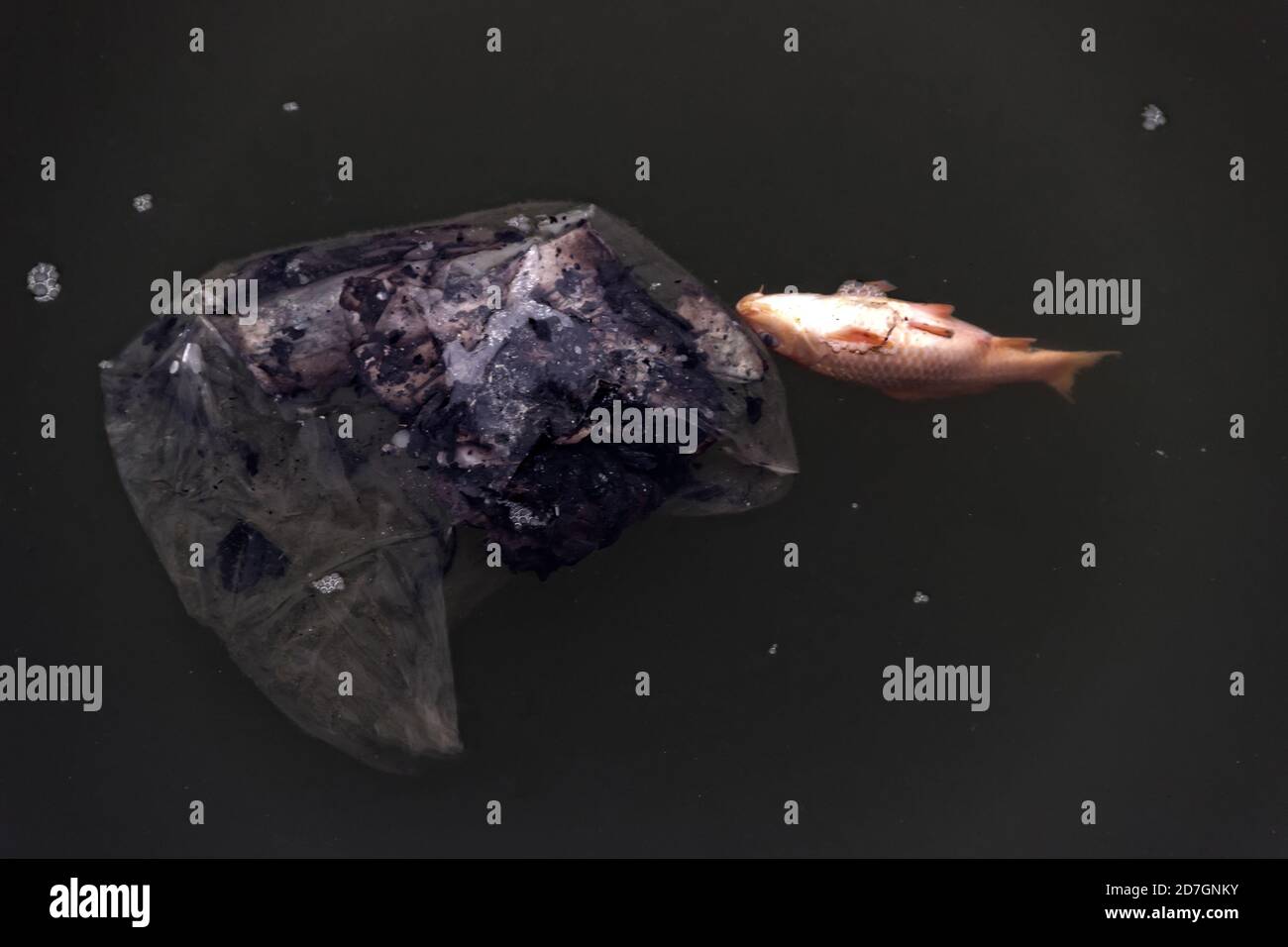 Dead carp in the pond surrounded by household garbage, plastic. Fish ...