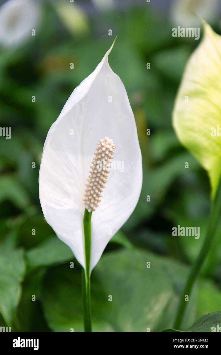 Decorative Calla lily flower, wetland medicinal plants. Thailand ...
