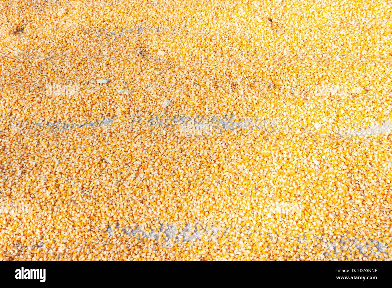 Corn to dry under rays of southern sun. Life of small farms in Asia ...