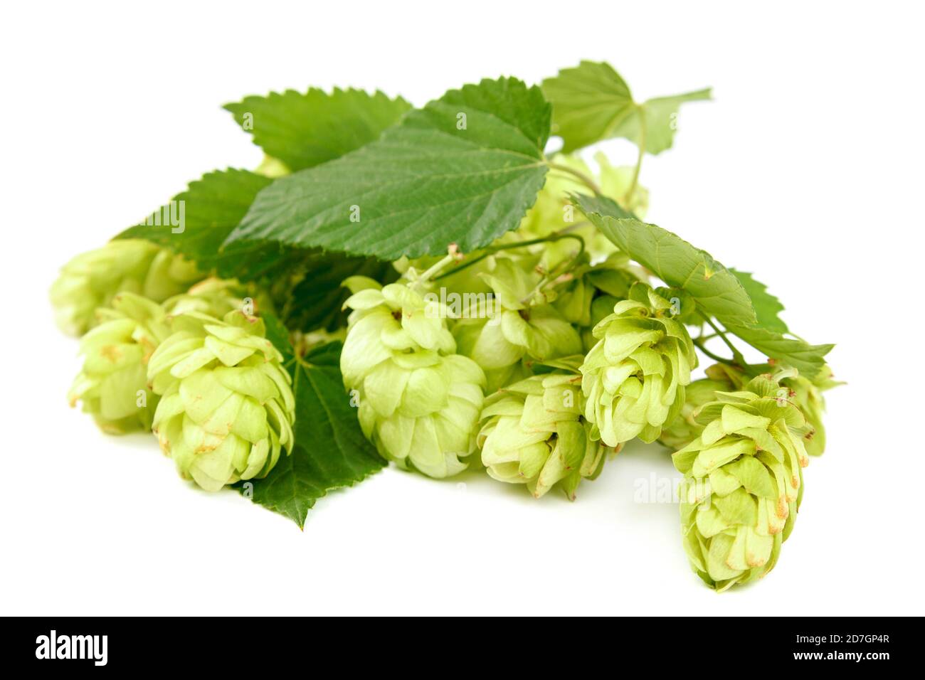 Branch of hops hi-res stock photography and images - Alamy